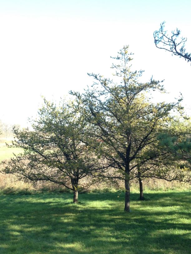 Pinus banksiana - jack pine | University of Guelph Arboretum, Canada